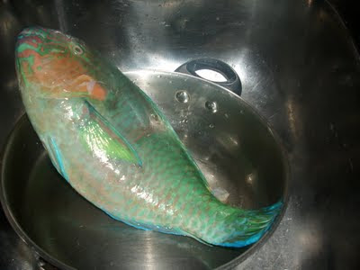 Ikan Bayan Masak Asam Pedas - Amie's Little Kitchen