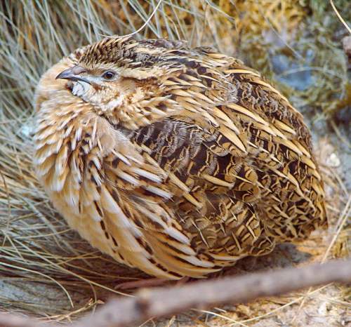 List of Indian quails - Images | Birds of India | Bird World