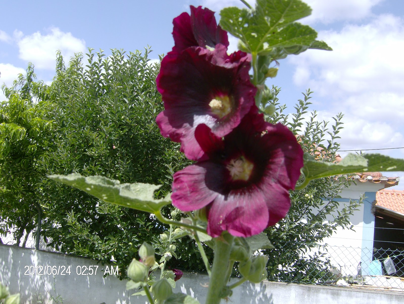 A HORTA DO JOÃO: Malvariscos