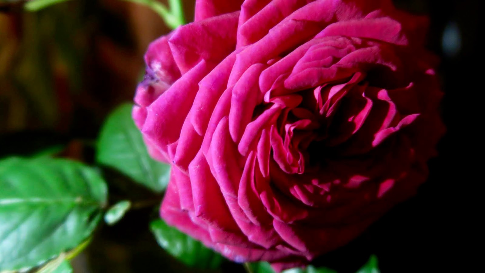 A slightly different point of view I took photos of roses