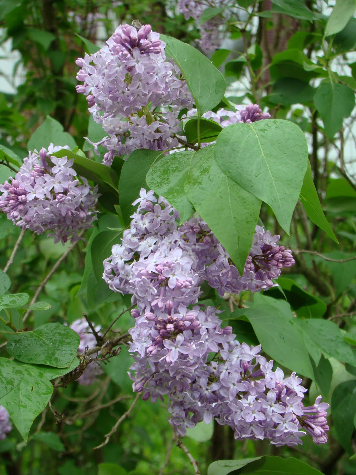 Rurification | Robin Edmundson: Lilacs