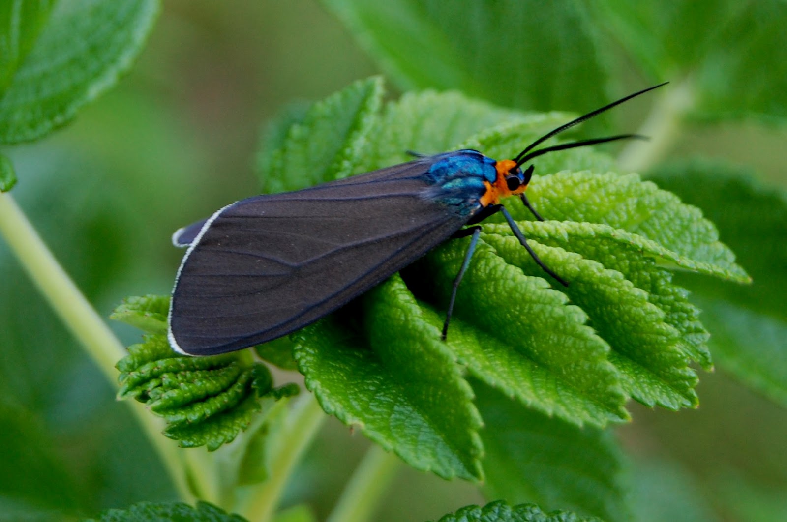 Field Notes and Photos: Virginia Ctenuchid, Diurnal Moth.