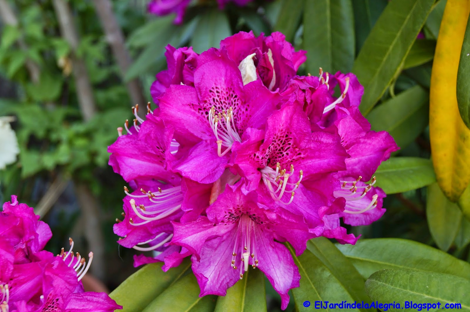 El jardín de la alegría : Cómo plantar un rododendro (Rhododendron)