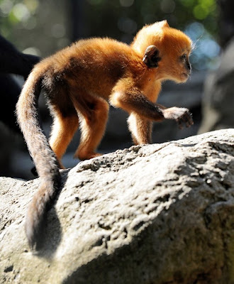 dailypetfwd: Keo-co, a six weeks old orange monkey
