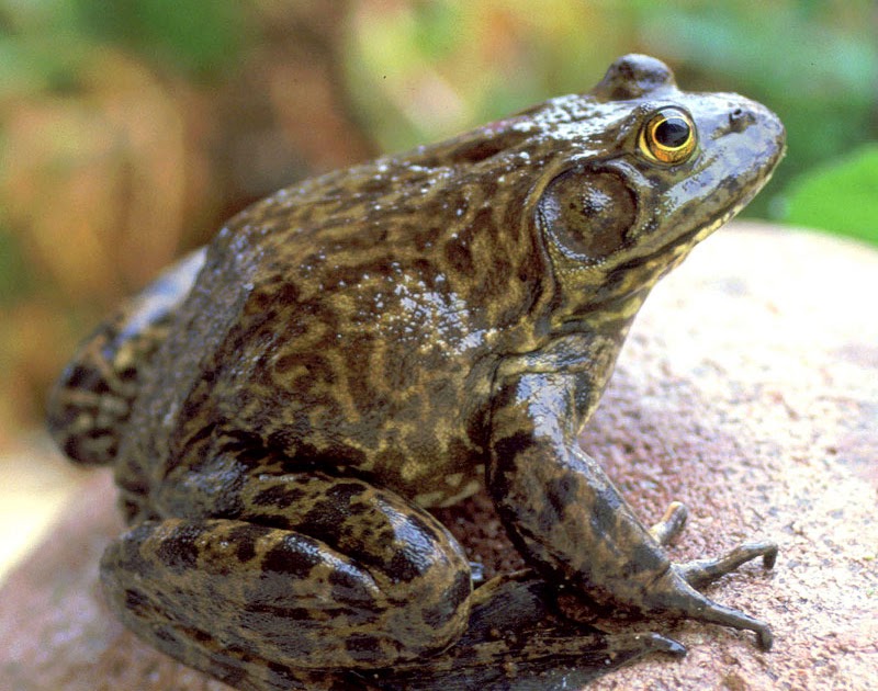 Animals world: Bullfrog