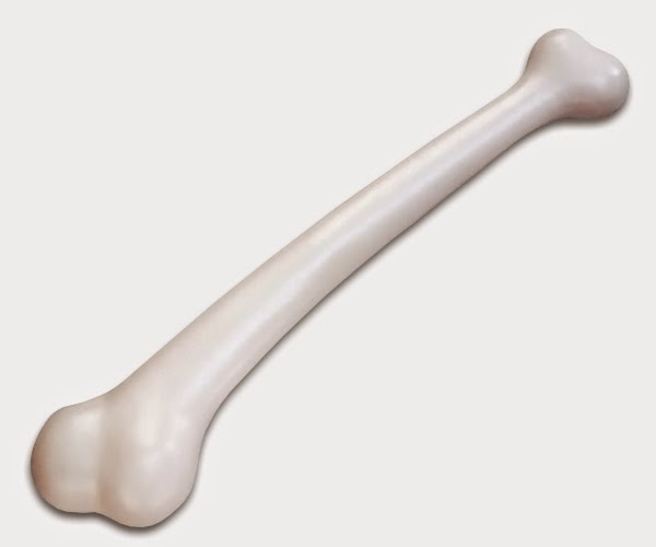 İnsan Vücudunda Kaç Tane Kemik Vardır?