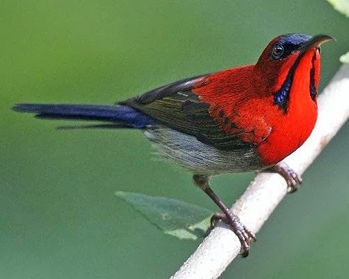 Budidaya Burung: Panduan Perawatan Burung Kolibri Ninja