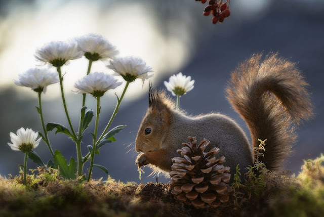 Photographer Captured Squirrels Every Day For Six Years And Here Are ...