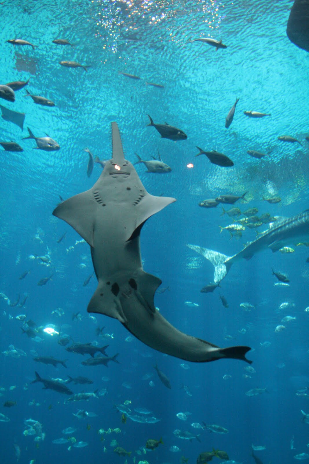 Animals of the world: Sawfish