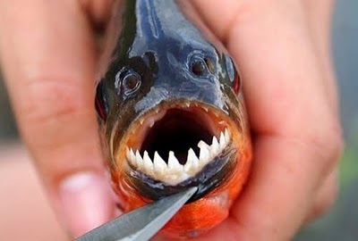 chummatimepass: Piranha Deadliest Fish