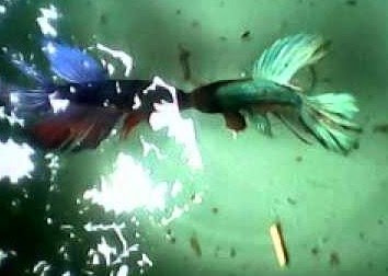 IKAN LAGA: 9 Gambar ikan Cupang Pelaga Aduan yang lagi Bertarung ...
