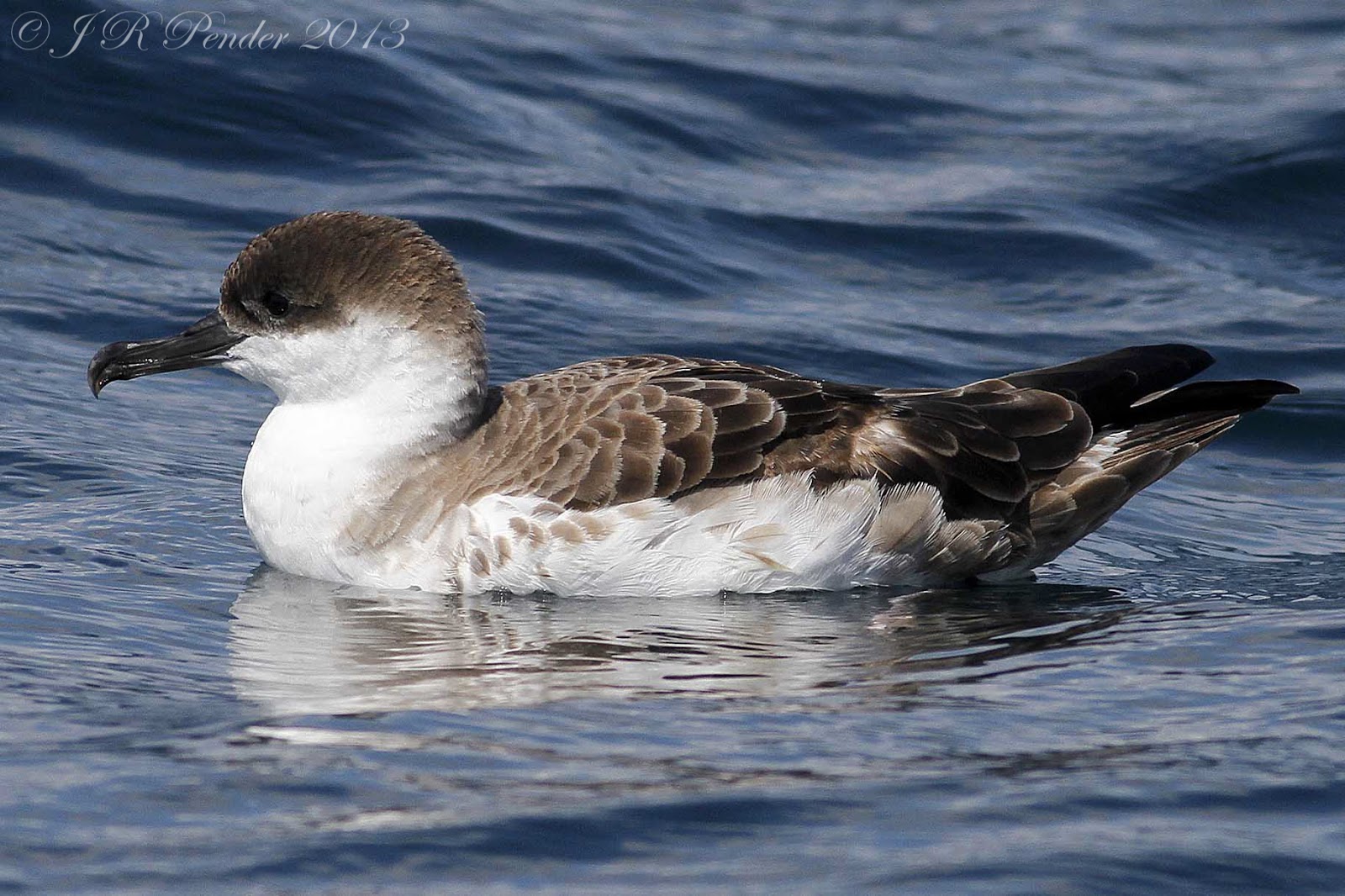 Joe Pender Wildlife Photography: Great Sooty Balearic & Manx Shearwaters