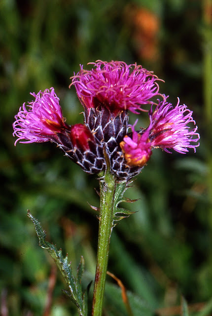Flora rara piacentina: SERRETTA - Serratula tinctoria subsp. macrocephala