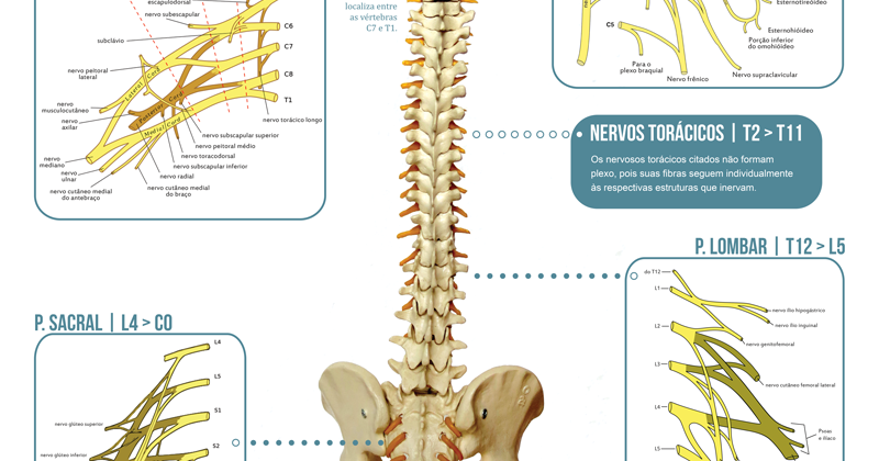 Ebook de Anatomia da Medula Espinhal e Nervos Espinhais