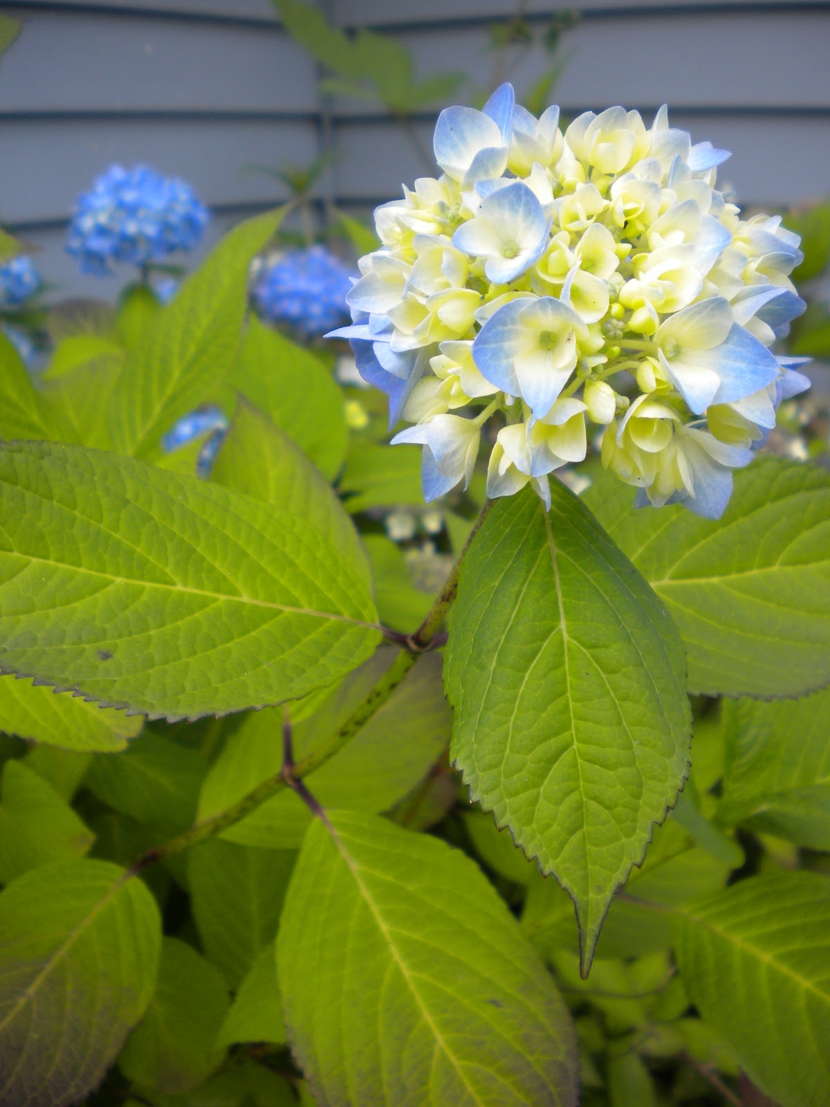 Hydrangeas = Happiness