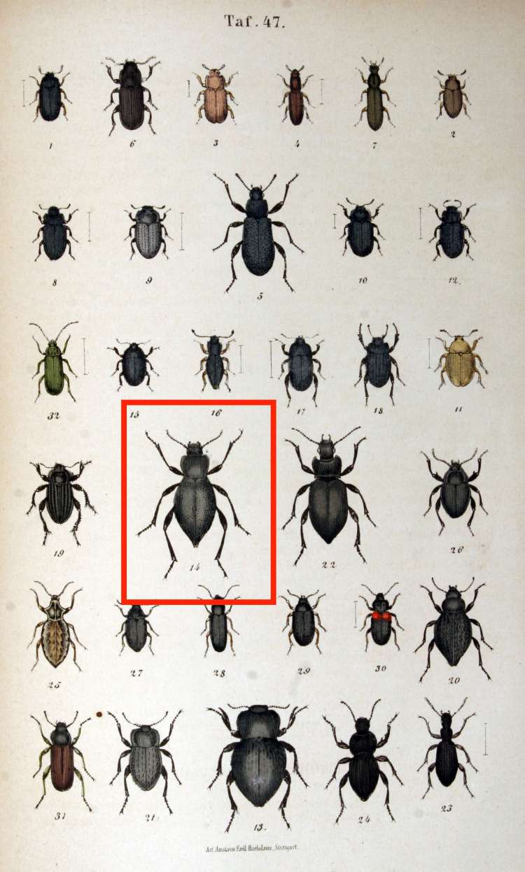 El Blog de Isa y Juan: Blaps hispánica