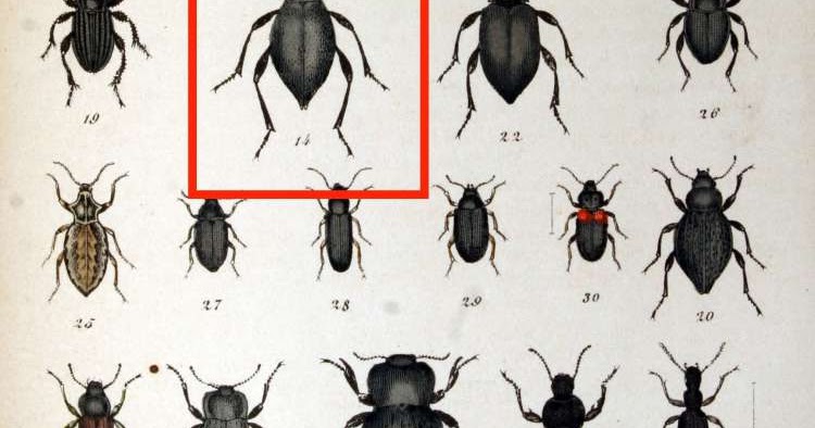 El Blog de Isa y Juan: Blaps hispánica