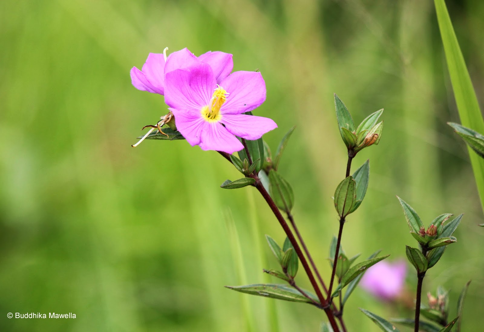 Lanka Nature Summary: Osbeckia octandra