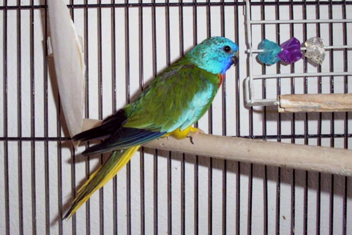 The Splendid Bourke Bird Blog: Bourke Parakeets. These Four are Sold ...