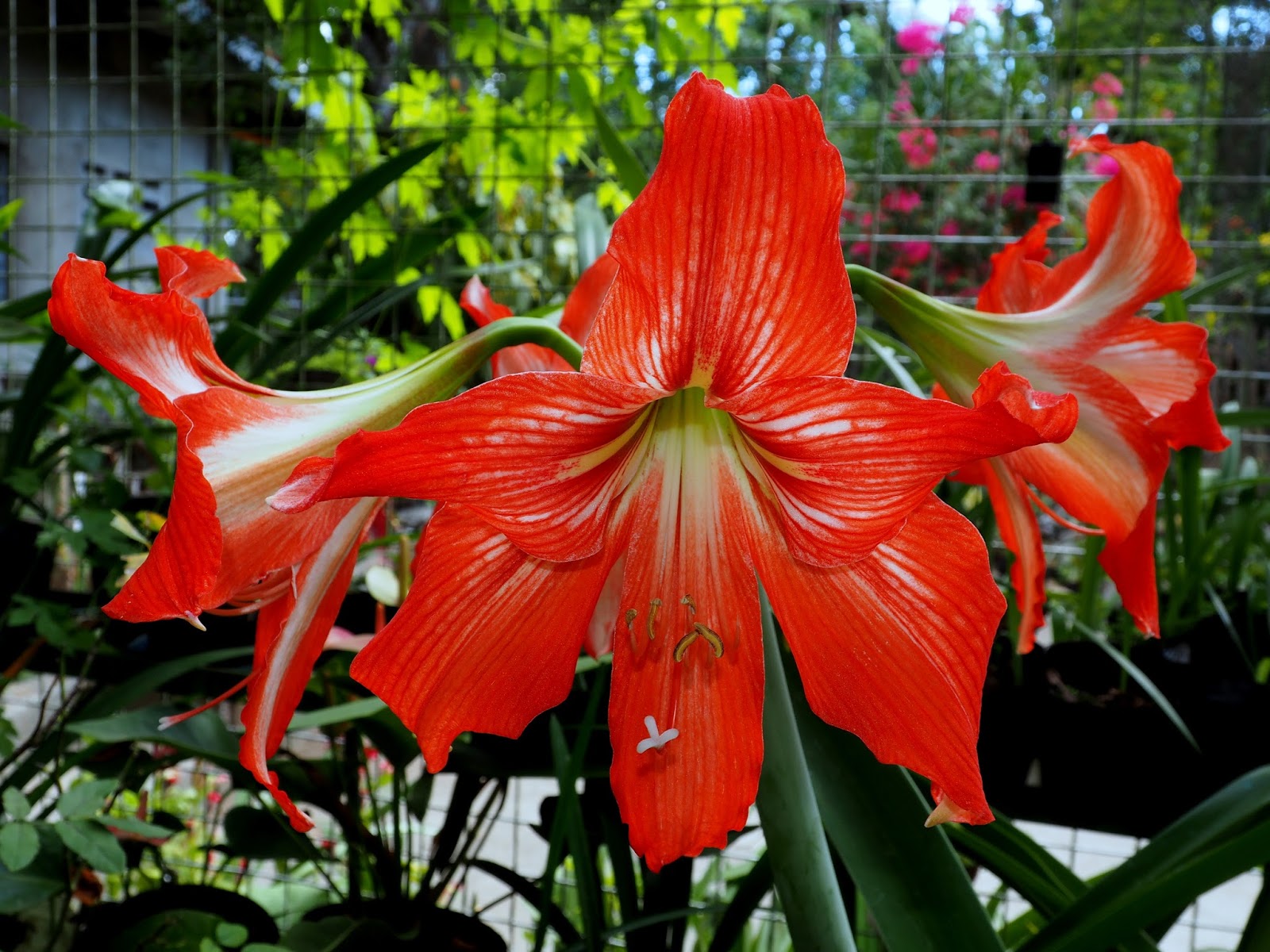 Pure Oxygen Generators: Hippeastrum Blooms in May
