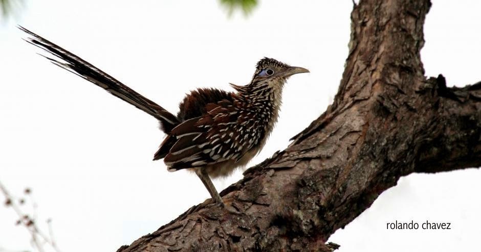 Tierra de cucos, cuclillos, críalos, turacos: Correcaminos chico ...