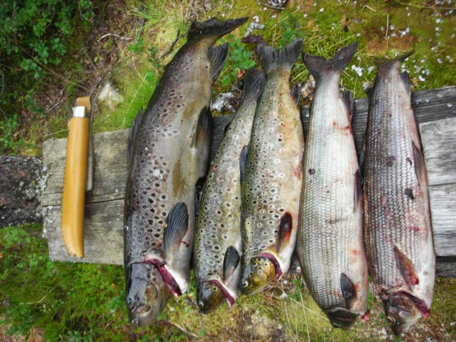 Lørenskog Jakt & Fiskeforening: Rendalen