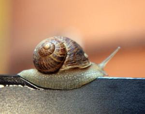 Zoologia: Snails' Complex Muscle Movements, Rather Than Mucus, Key to ...