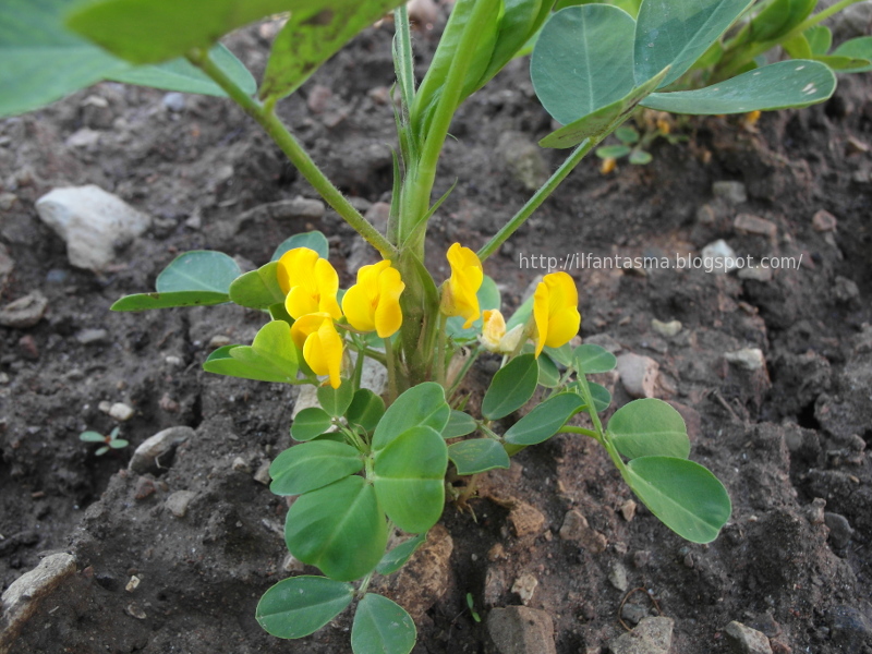 Le avventure della mia fantasia: Coltivare le arachidi, parte 2