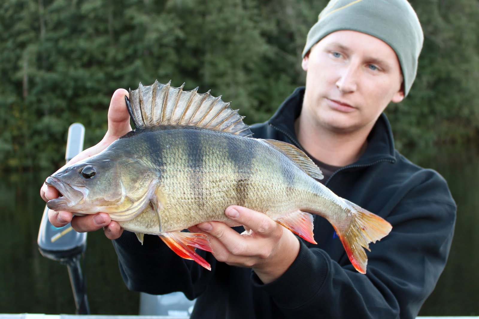 SFK Ut på tur: Drømmen om SVÆR abbor.