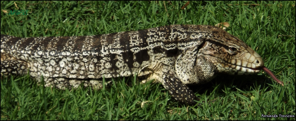 Curiosidades da RPPN: Lagarto teiú | BLOG - Buraco das Araras Ecoturismo
