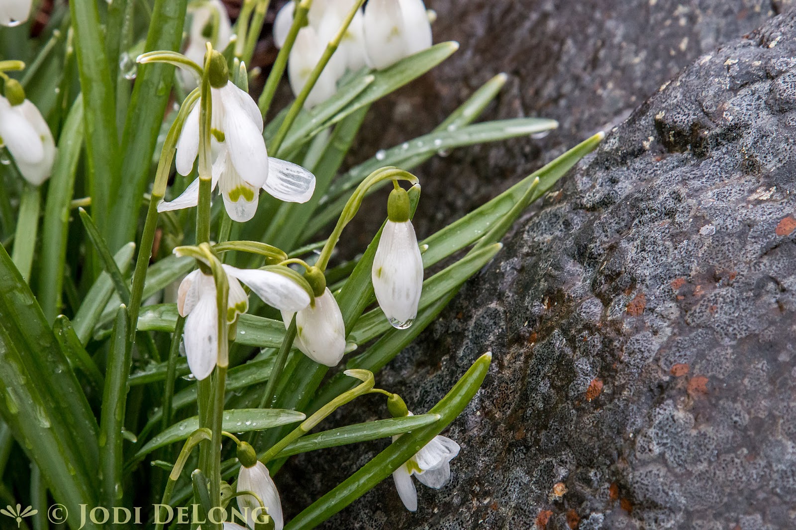 Bloomingwriter: Gardening in Nova Scotia: Spring is springing in Nova ...