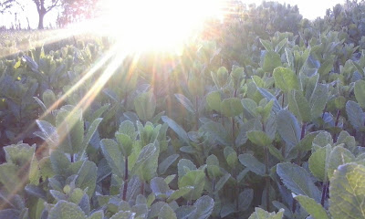 Menta Olandeza sau Izdraeliana: Menta proaspata doar pentru tine