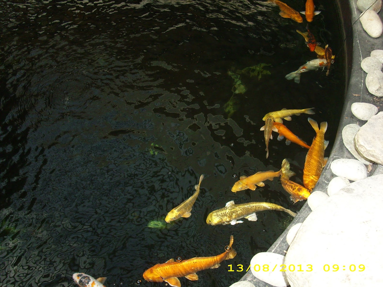 Din natură: Alte fotografii cu crapi Koi