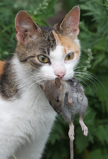 El rincon del Golem: La verdad, tal cual, en una fabula.