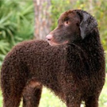 Perro Curly Coated Retriever (de pelo rizado) | Perros callejeros