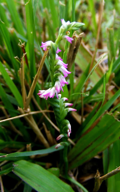 An orchid weed: Spiranthes sinensis