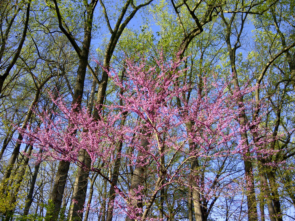 2 or 3 lines (and so much more): Willie Nelson -- "Uncloudy Day" (1977)