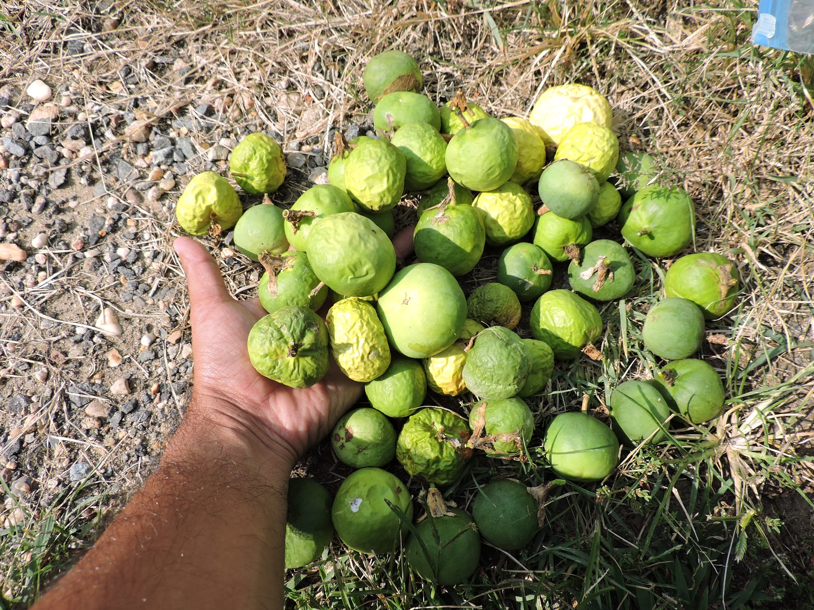 Capital Naturalist by Alonso Abugattas: Maypops