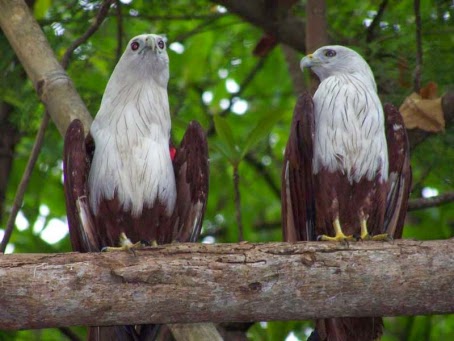 Jual Burung Elang Sumatera | Hamster Sugar Glider Kucing Persia dan Pets