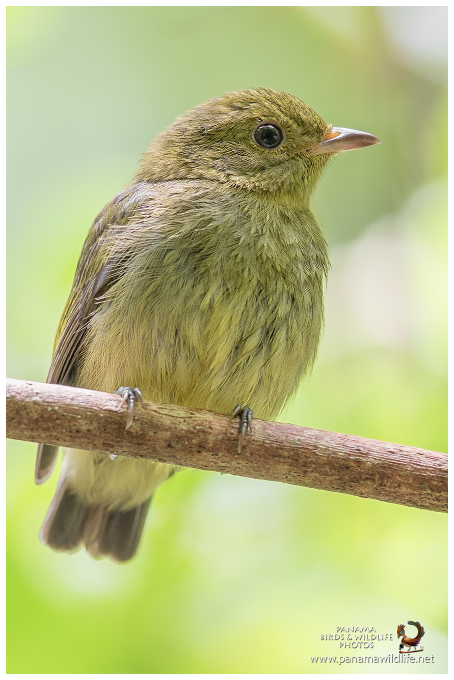 Featured Species: Red-capped Manakin (Ceratopipra mentalis)