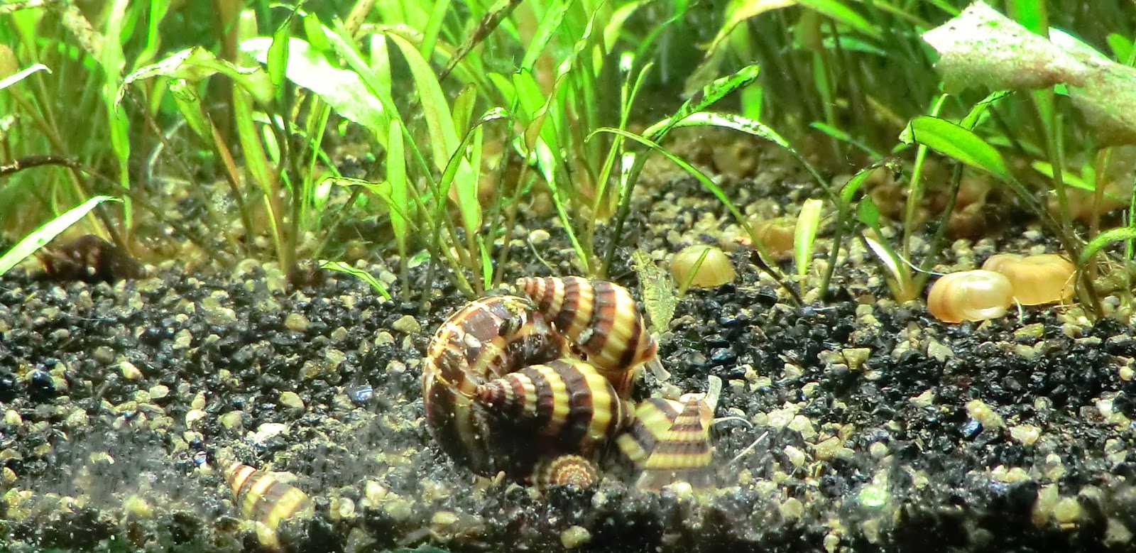 The Fishtank: Clea helena (Assassin Snails) feeding frenzy