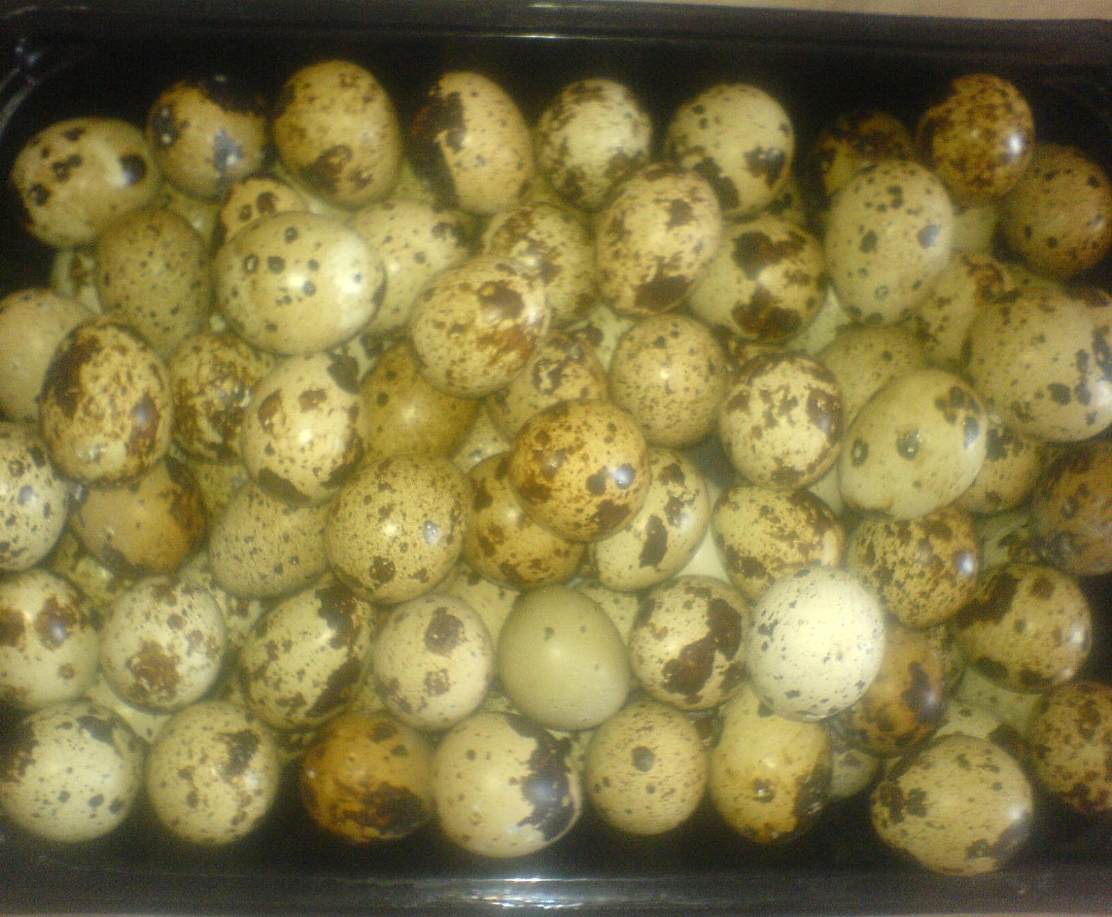 Oua de prepelita - Cura Cu Oua De Prepelita | Preparatedevis.ro