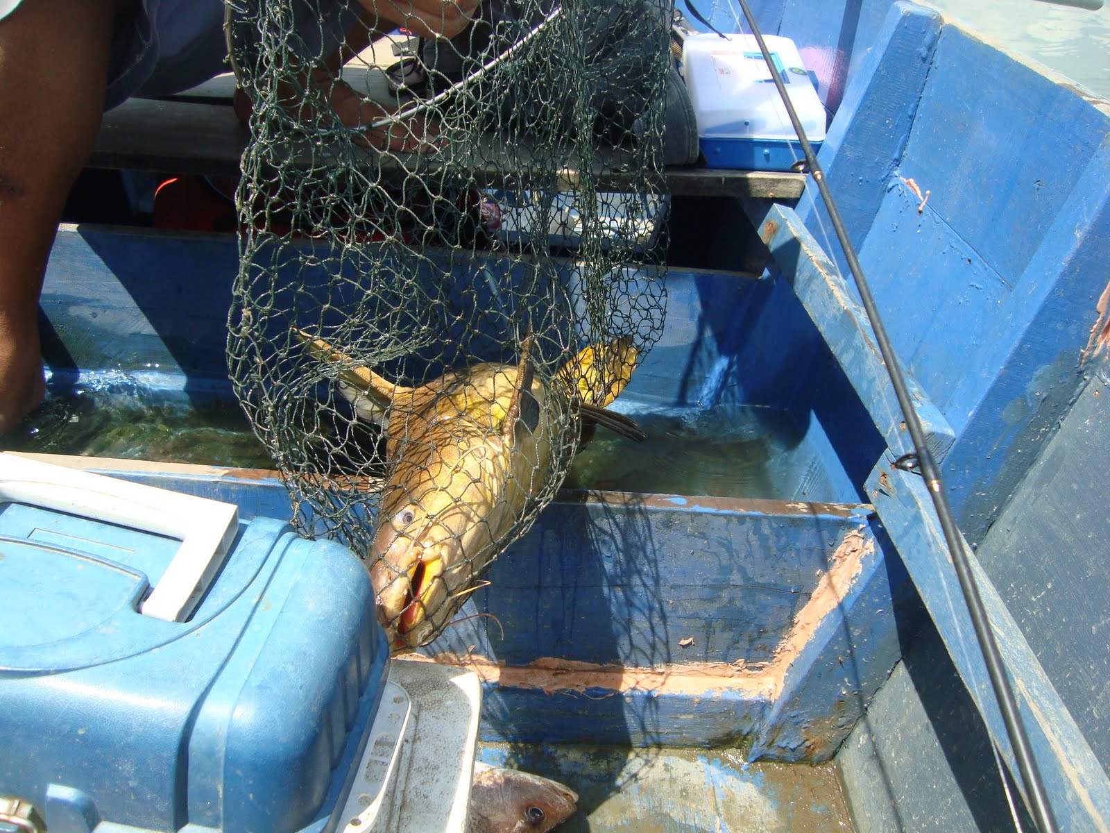 20+ Gambar Ikan Utik, Koleksi Kekinian!