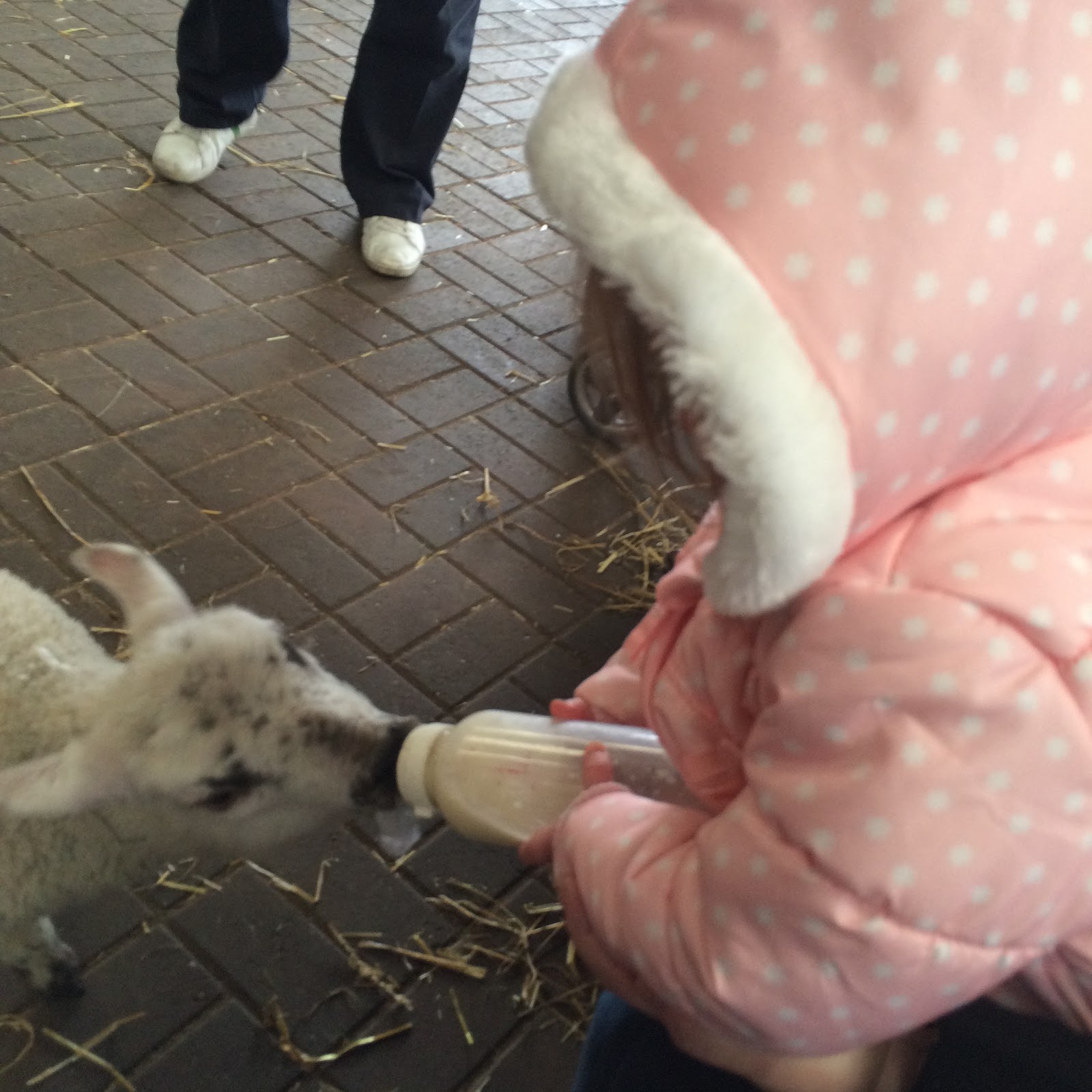 Explore The Adventure: Ash End Children's Farm — Mimi Rose and Me