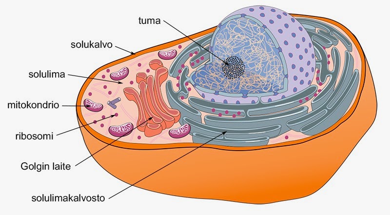 Biologia 5: 4. Tumallisilla soluilla on samankaltainen perusrakenne