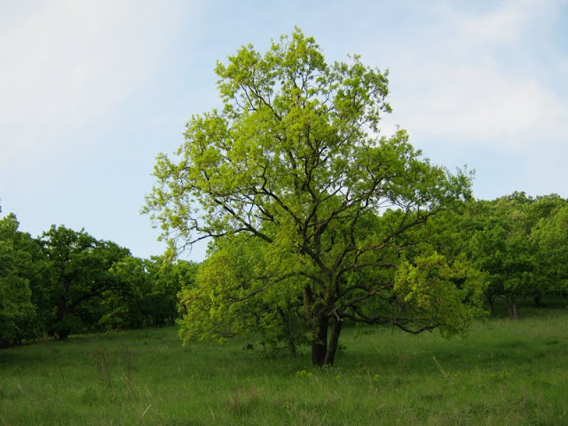 Country inside: Comorile ascunse ale Dobrogei ~ part.I ~ Bujorii din ...