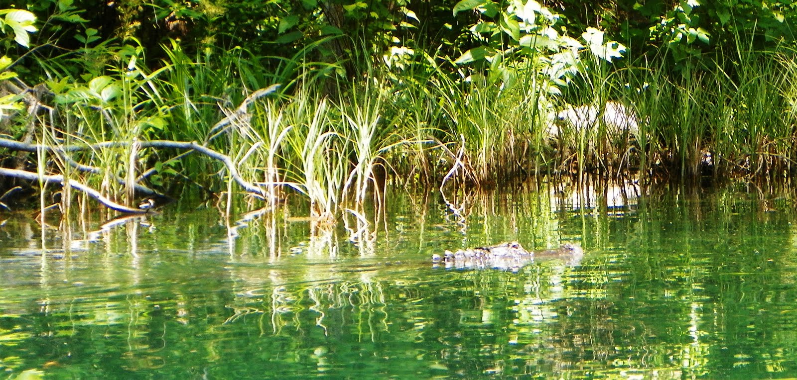 Views From Our Kayak: Rainbow River