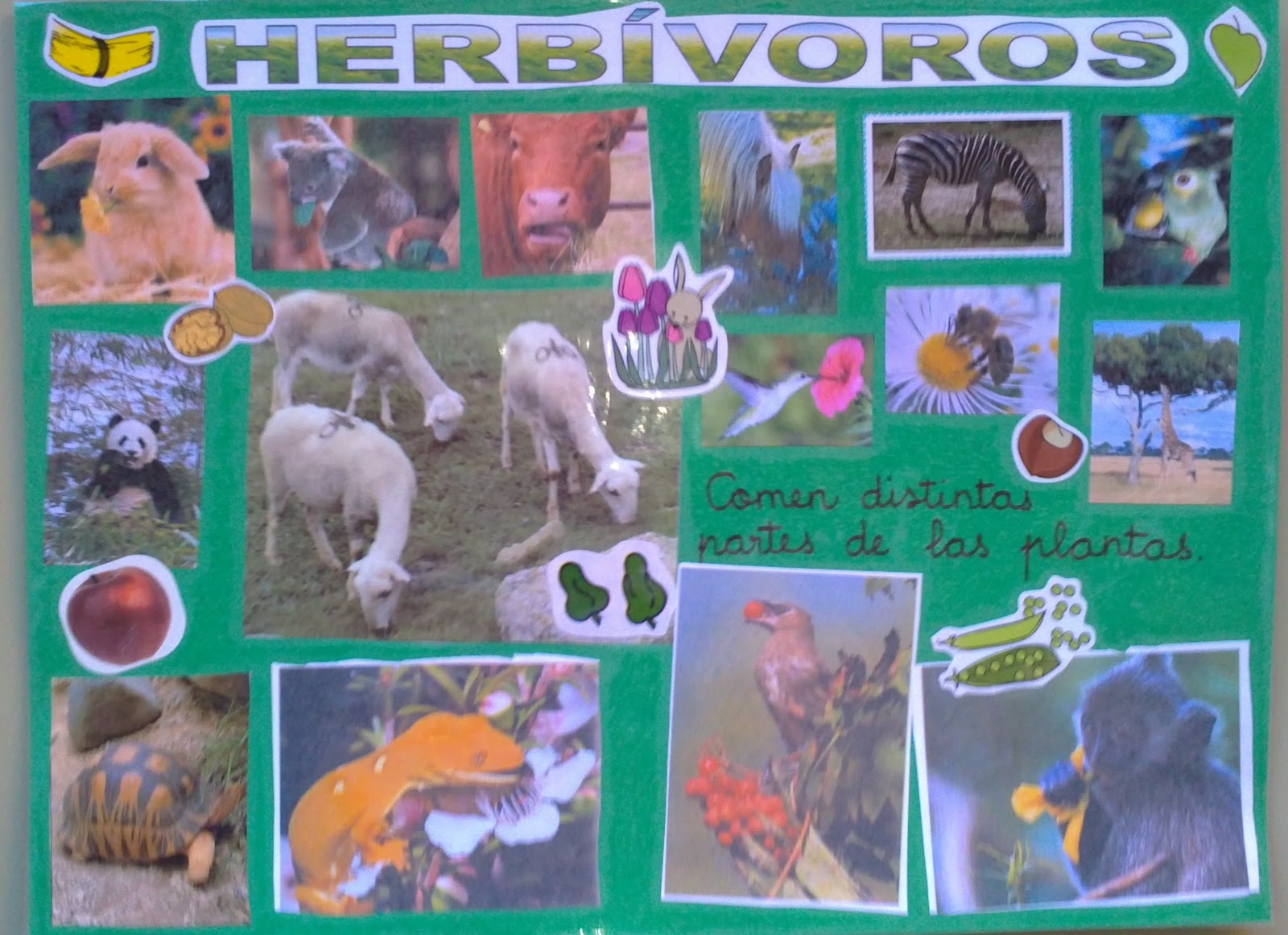 Mil recursos: LÁMINAS ANIMALES