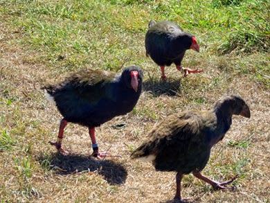 Midnight Collective: A note on pukeko and the takahe - one of New ...