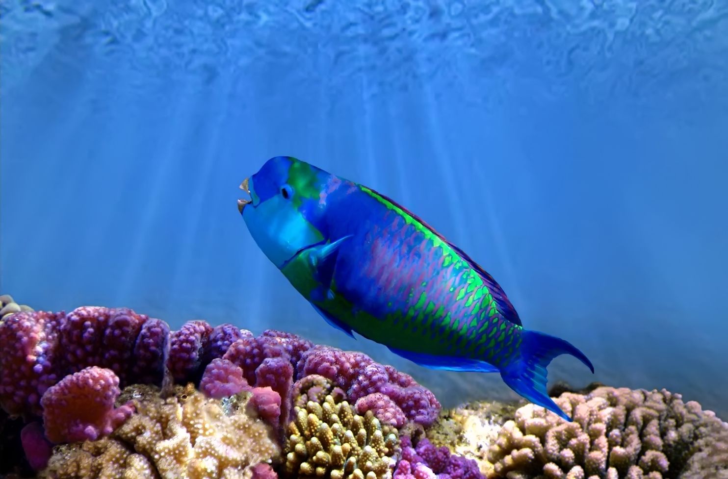 16 fotografías de peces, corales y arrecifes en el mar. | wallpaper hd ...